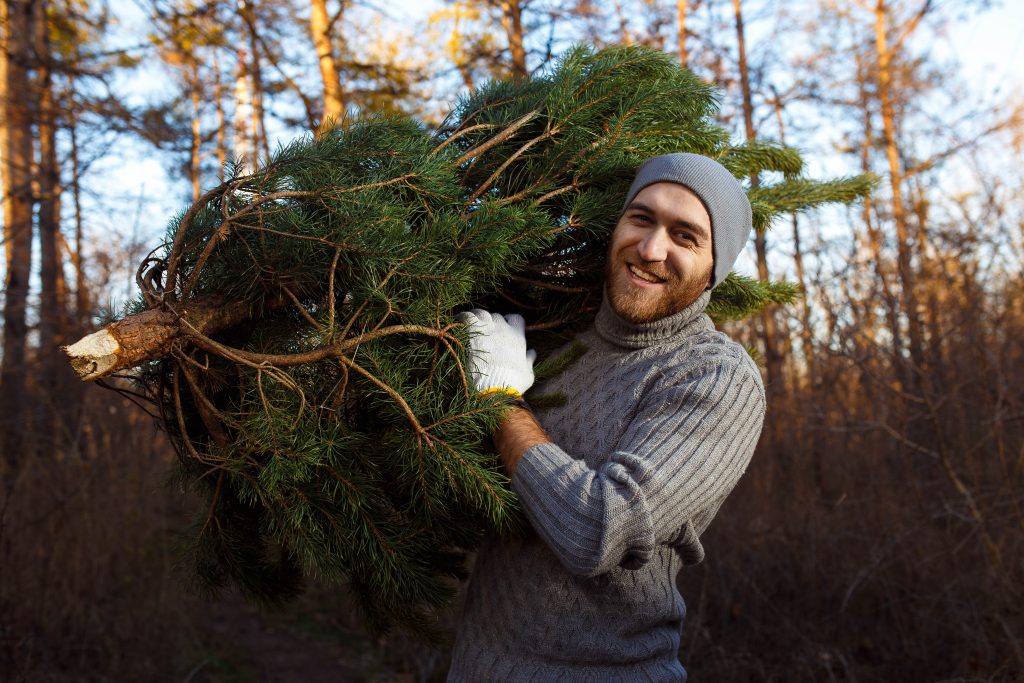A Guide to Transporting Christmas Trees in Large Quantities | Freedom ...